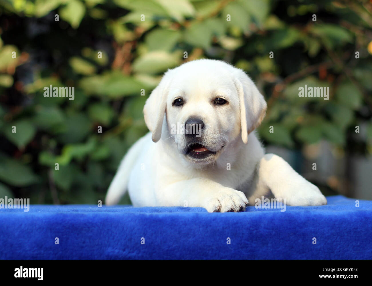 little cute yellow labrador puppy sitting on blue background Stock ...