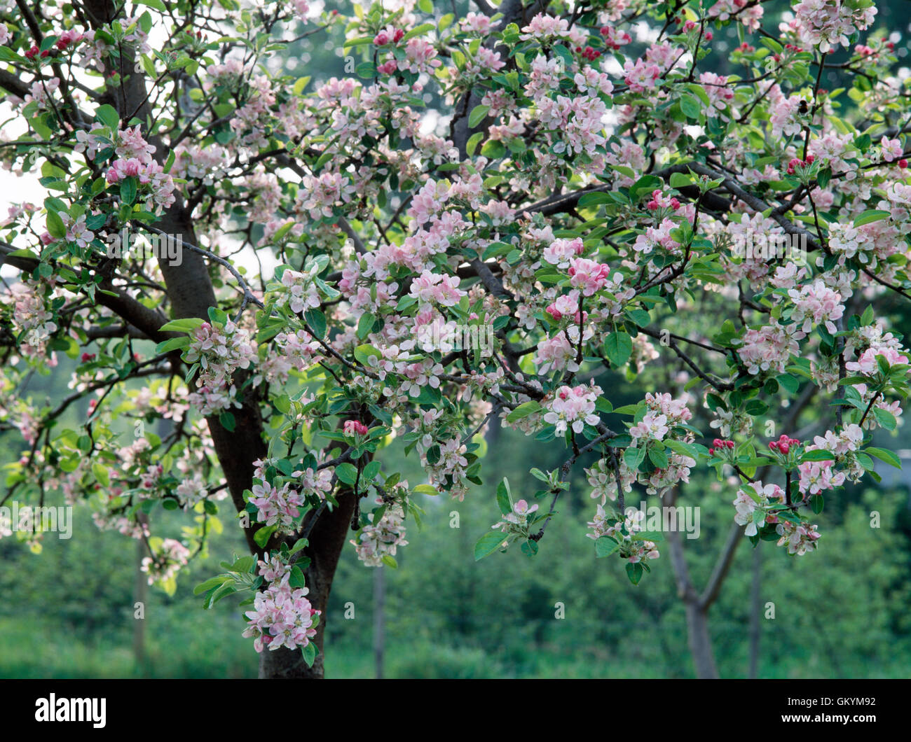 Heavy apple tree hi-res stock photography and images - Alamy