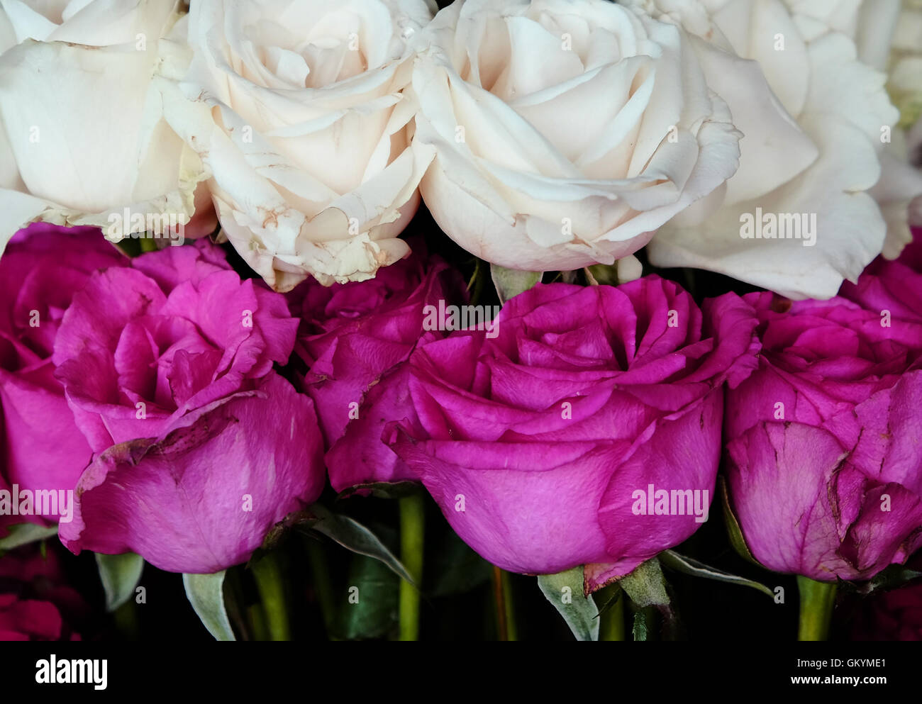 Beautiful bunch roses hi-res stock photography and images - Alamy