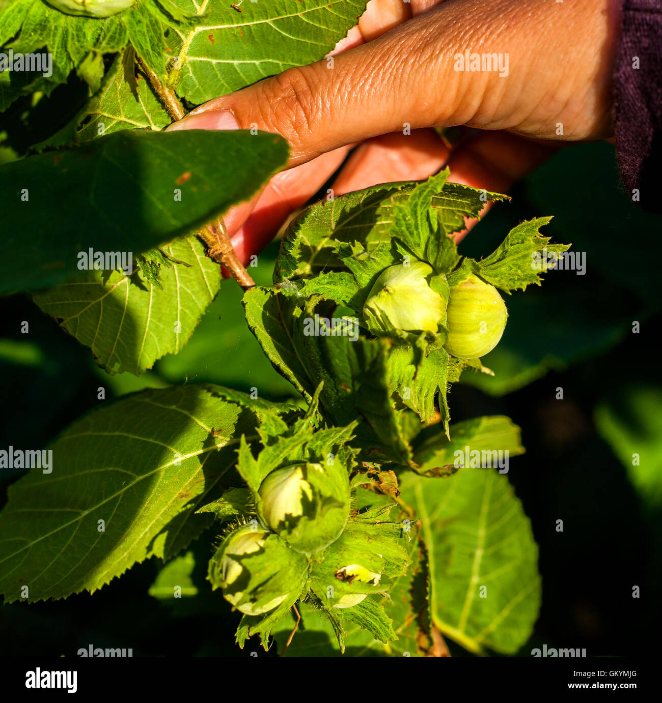hazelnuts in ripening on a branch of the countryside Stock Photo - Alamy