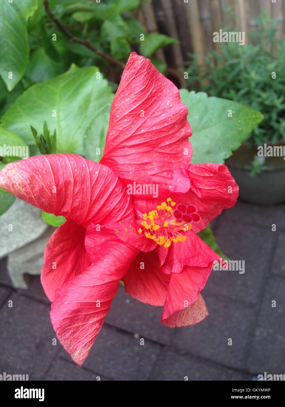 Native red hibiscus hi-res stock photography and images - Alamy