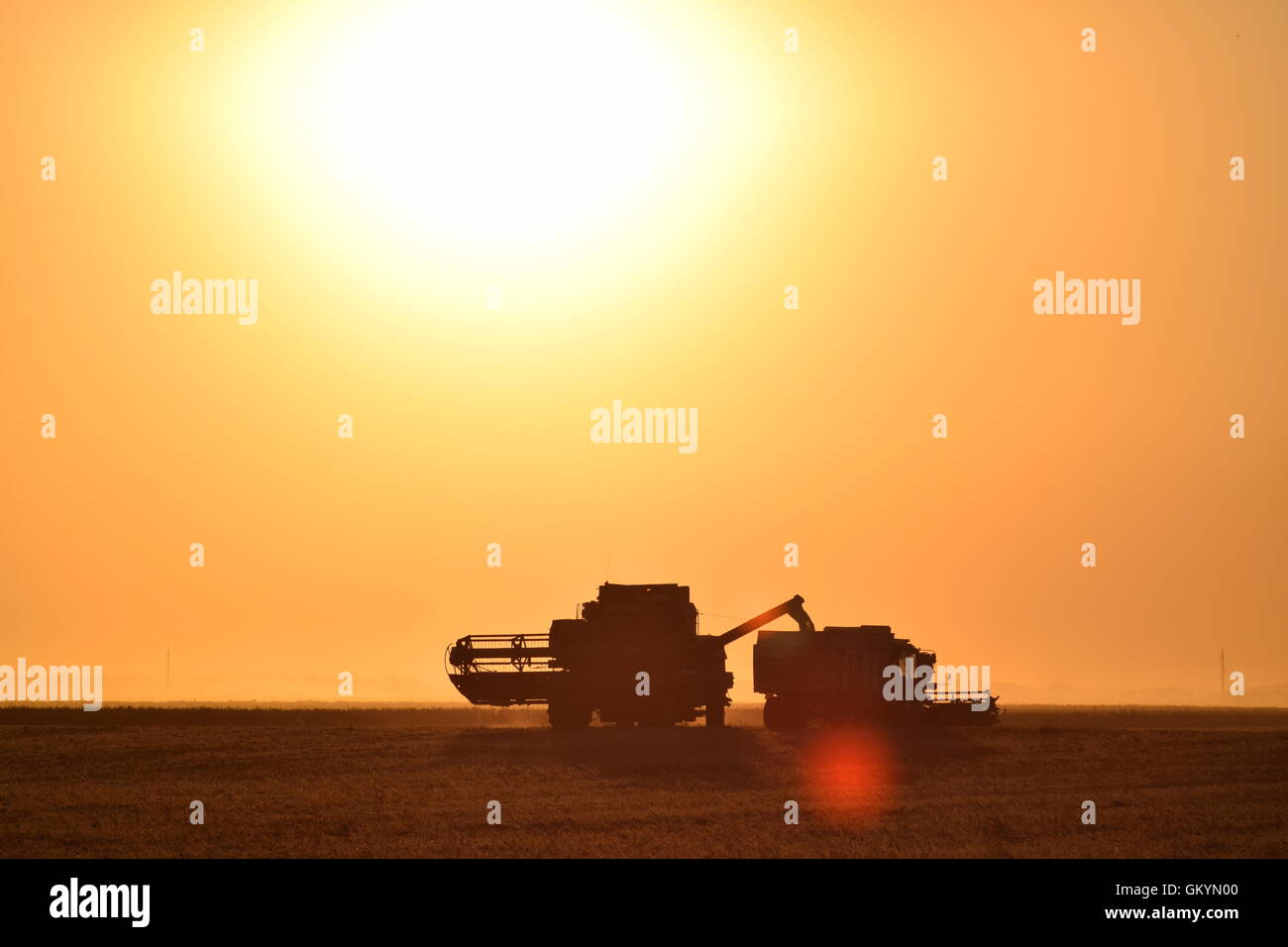 Harvesting by combines at sunset. Agricultural machinery in operation ...