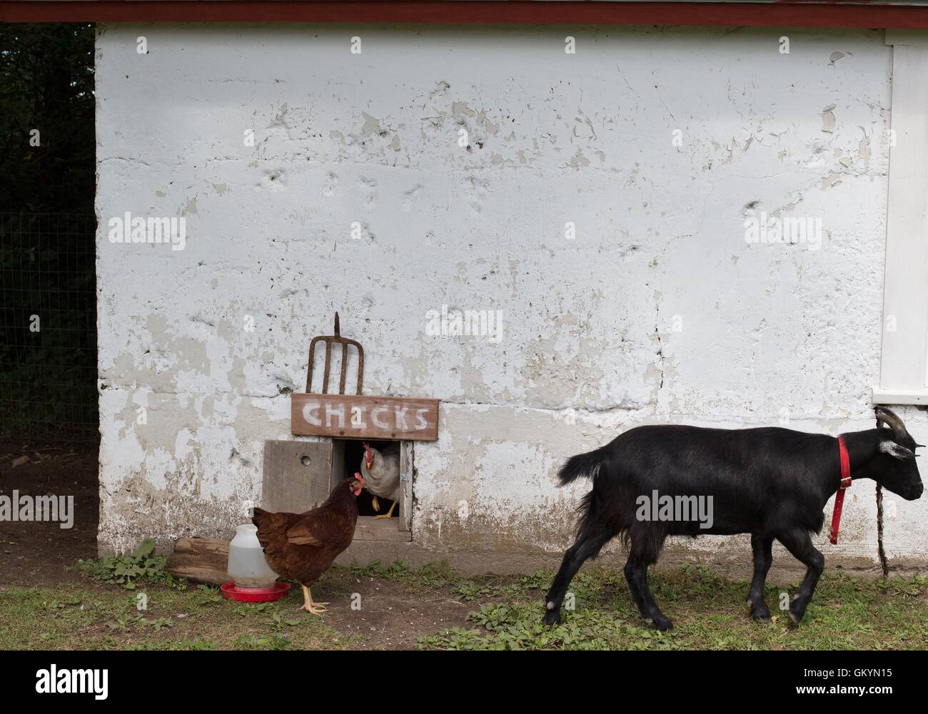 Goat farm chicken hi-res stock photography and images - Alamy