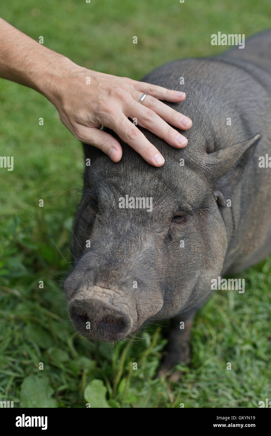 A man's hand petting a pig at a farm sanctuary Stock Photo - Alamy