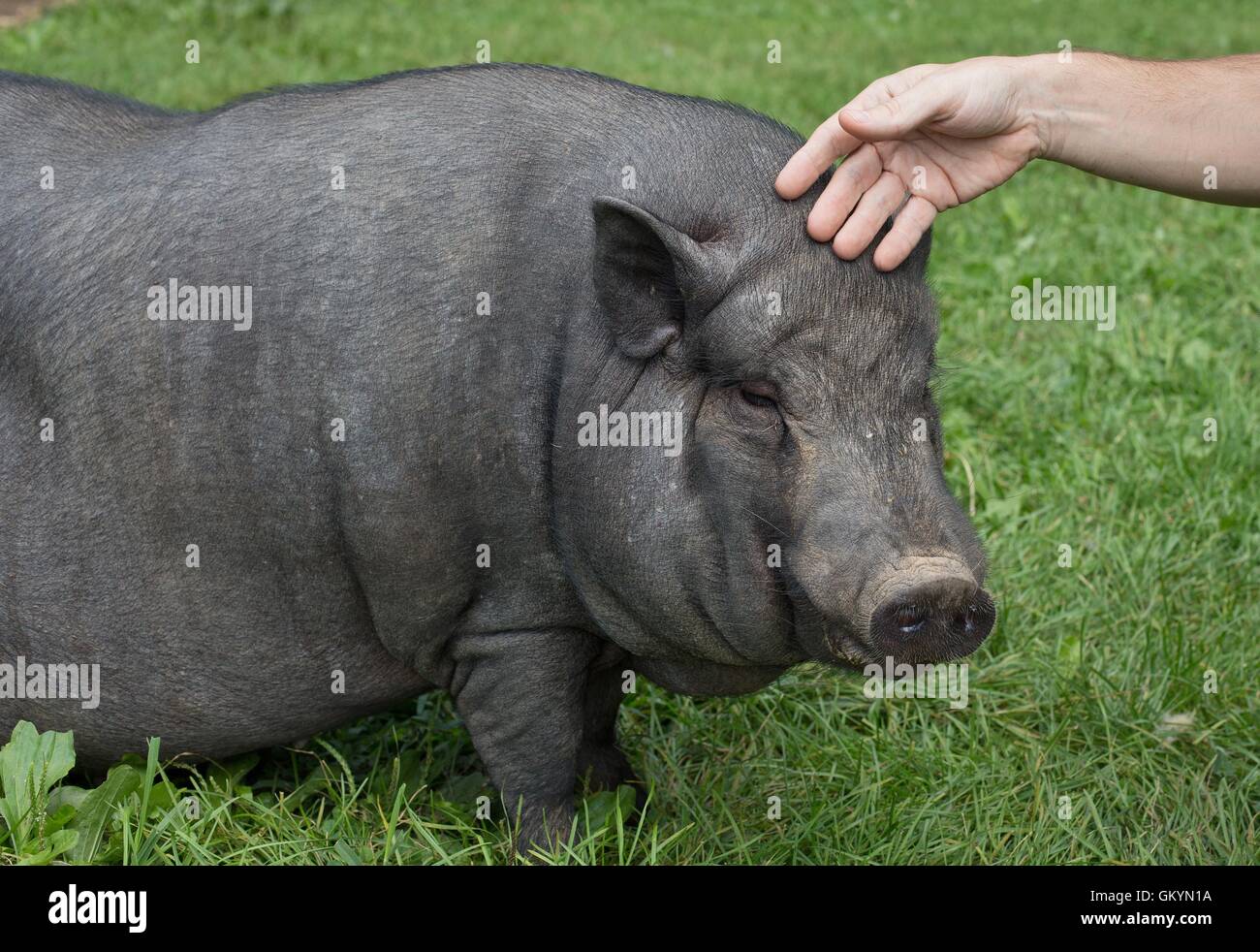 A man's hand petting a pig at a farm sanctuary Stock Photo - Alamy