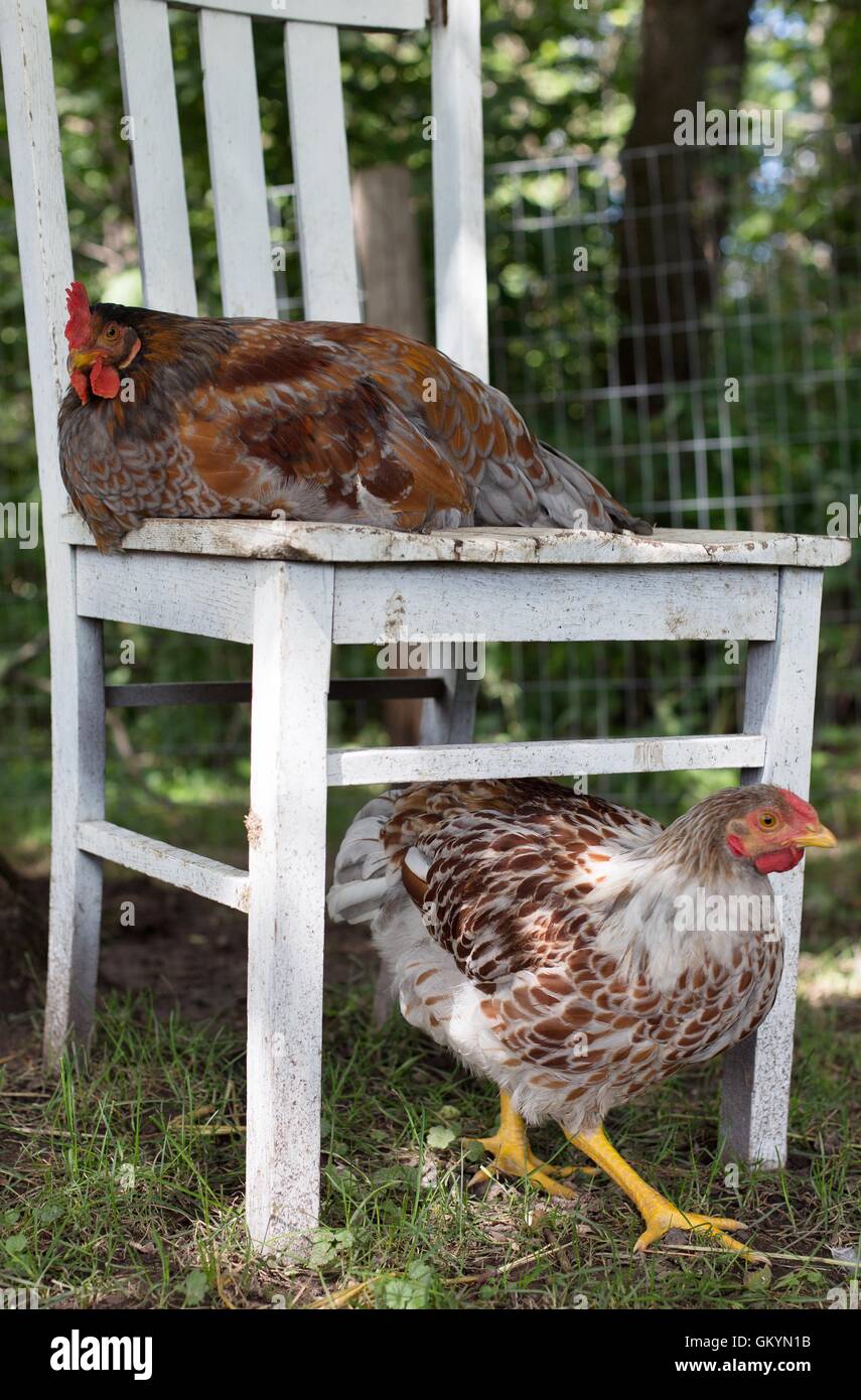 Farm chair hi-res stock photography and images - Alamy