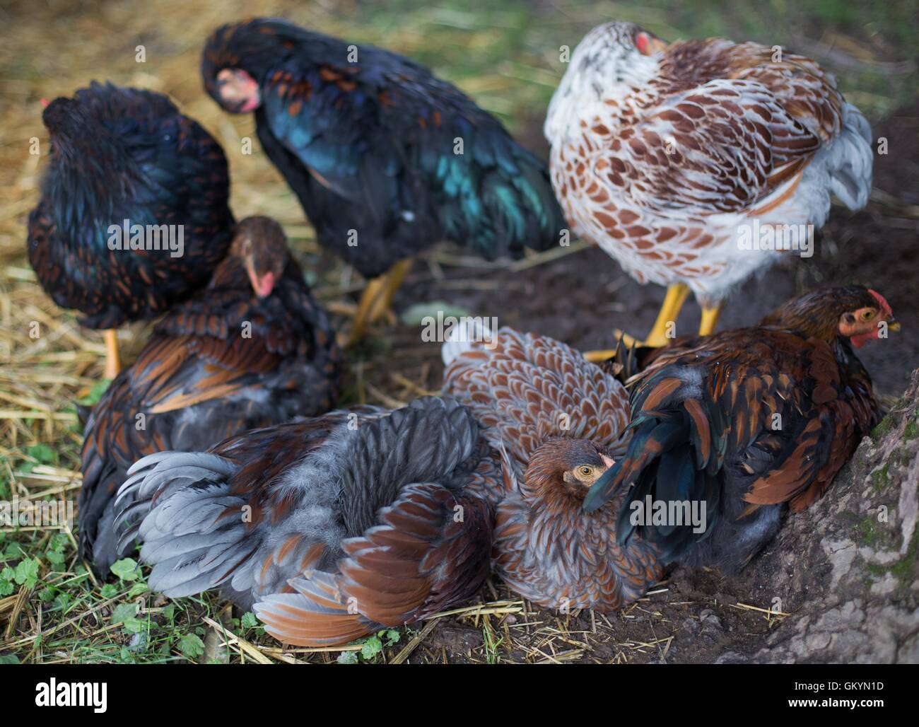 A group of chickens huddled together Stock Photo - Alamy