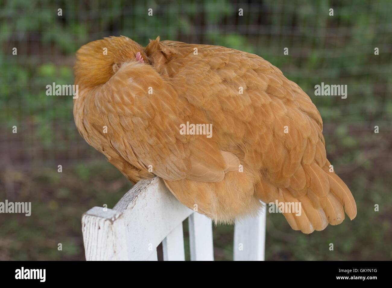 A chicken sitting on the back of a chair Stock Photo - Alamy