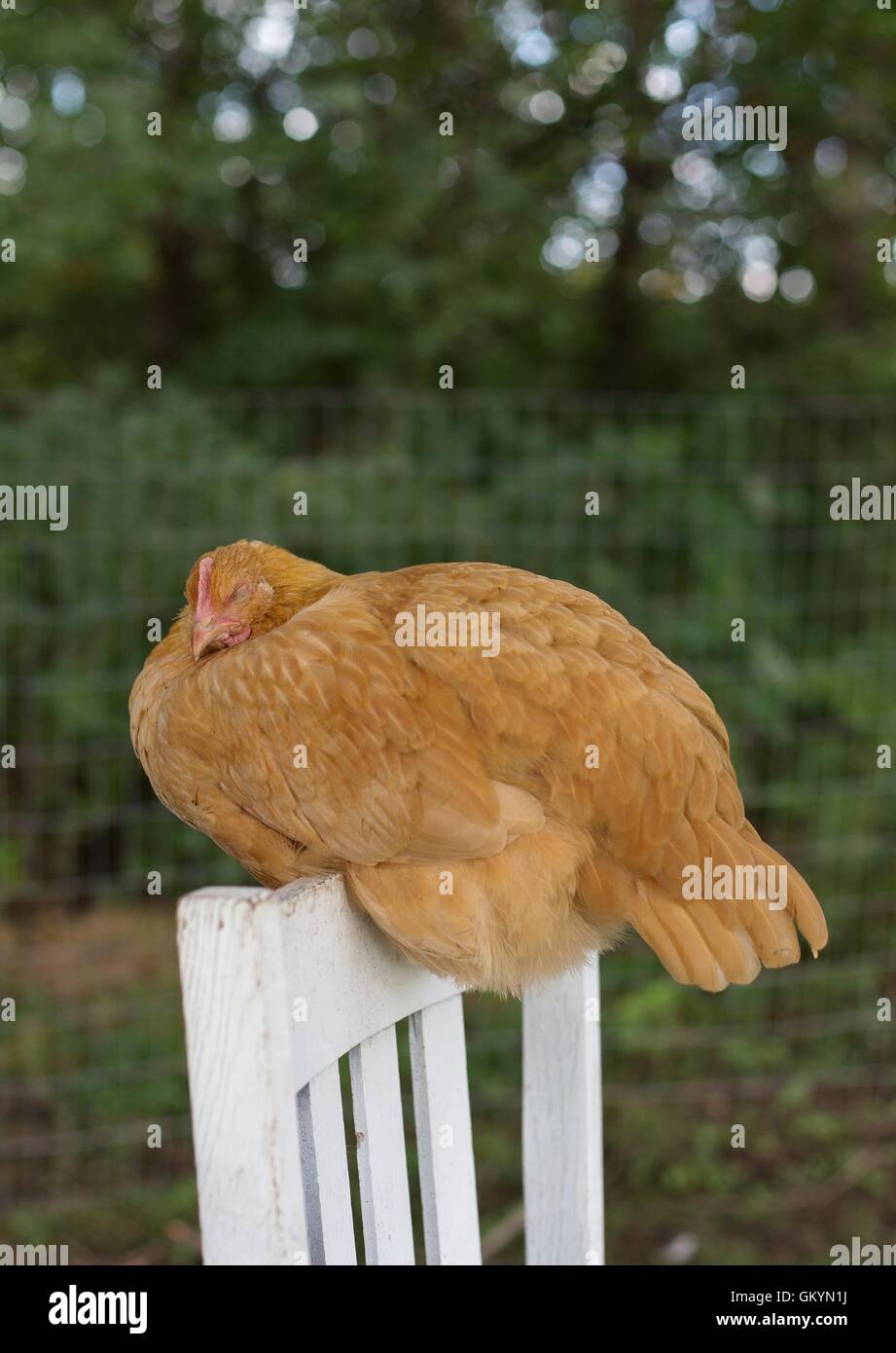 A chicken sitting on the back of a chair Stock Photo - Alamy