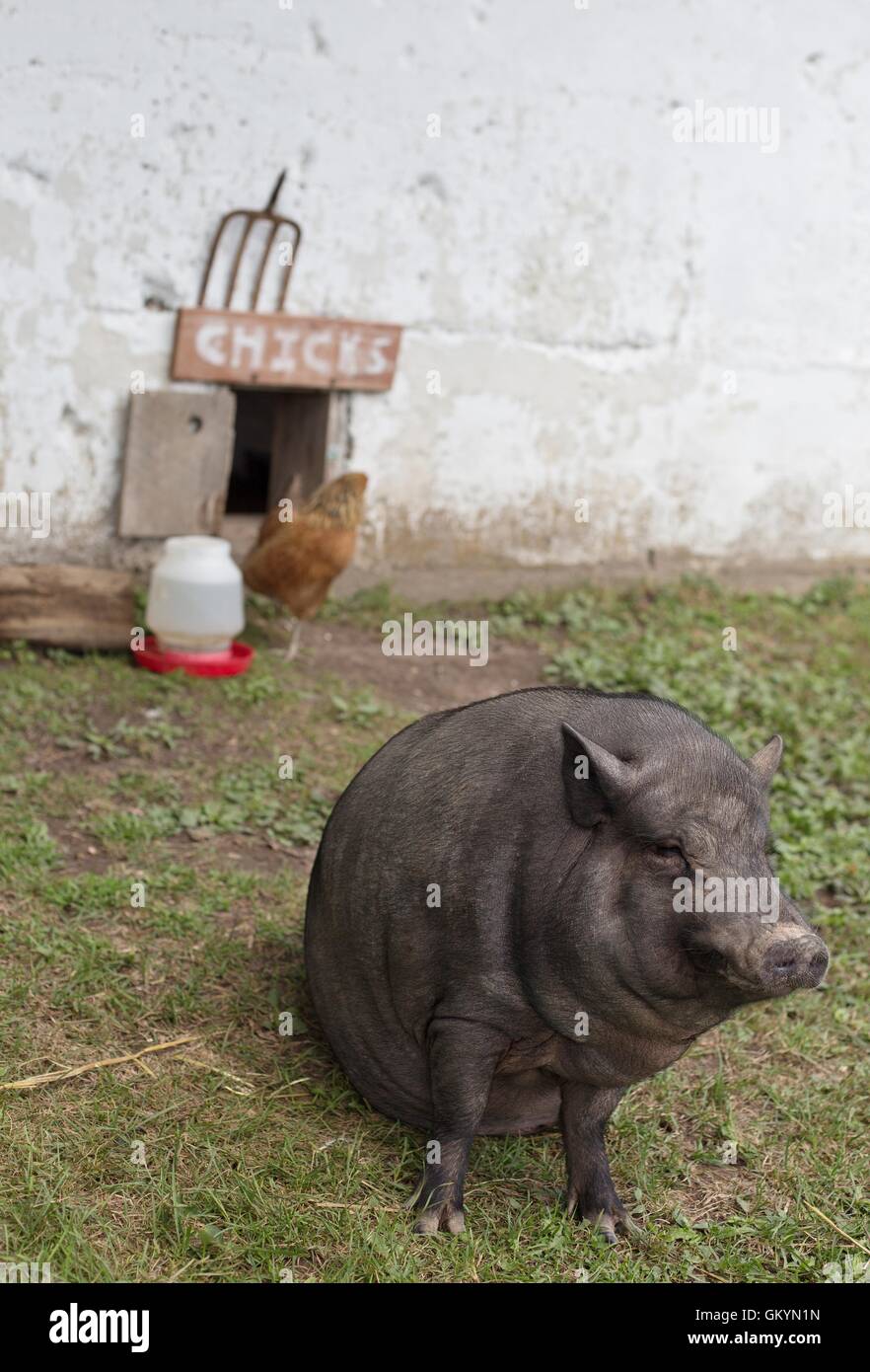 Sitting pig hi-res stock photography and images - Alamy