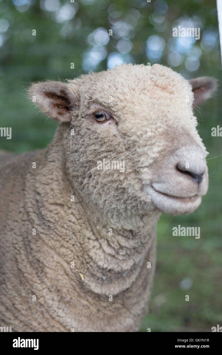 Close up of a fuzzy sheep Stock Photo - Alamy