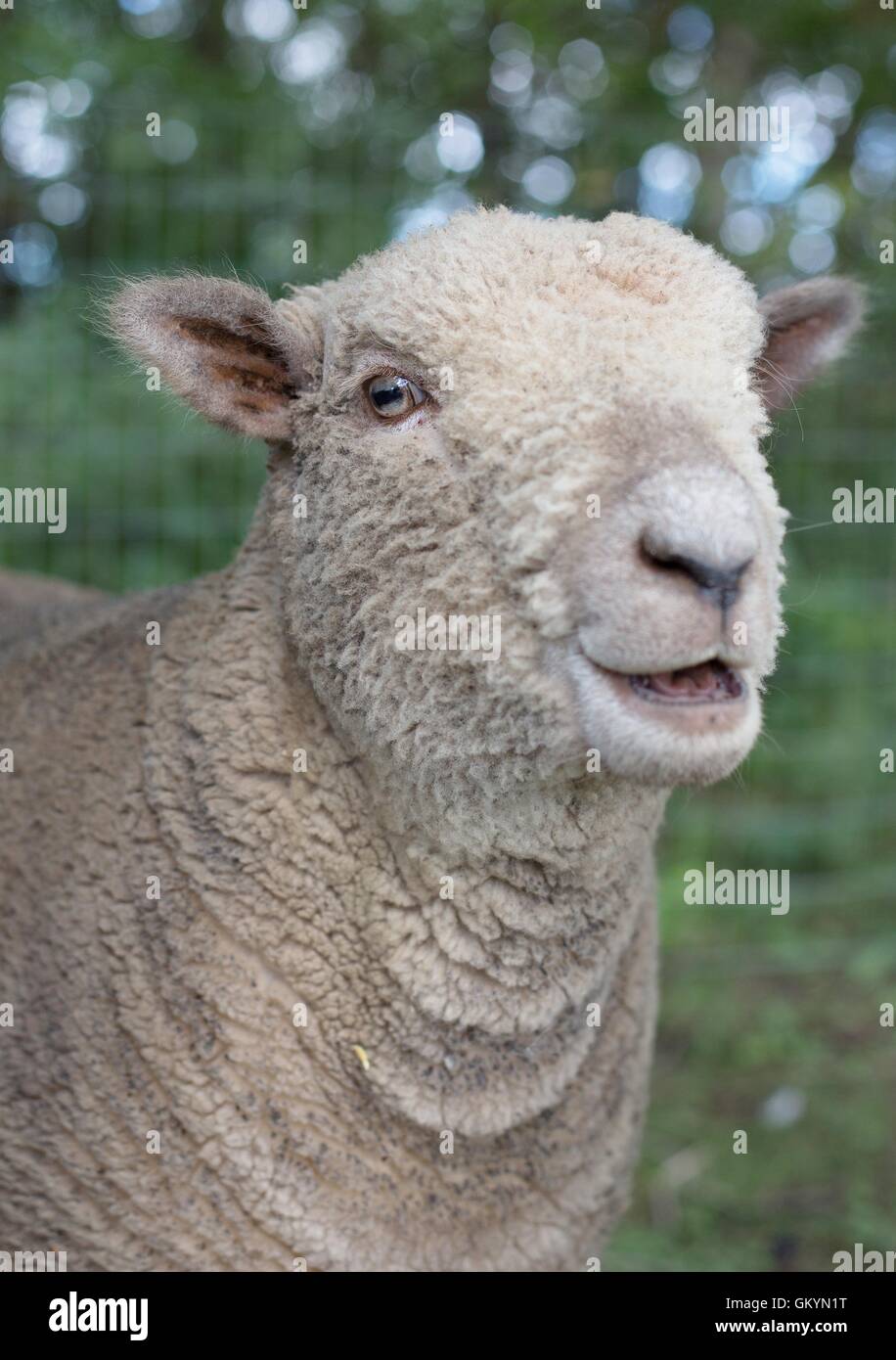 Animal mouth open sheep hi-res stock photography and images - Alamy