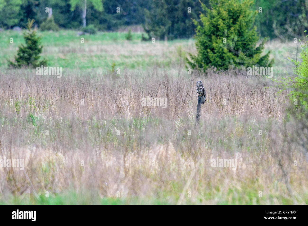 Great Grey owl hunting in the fields Stock Photo - Alamy