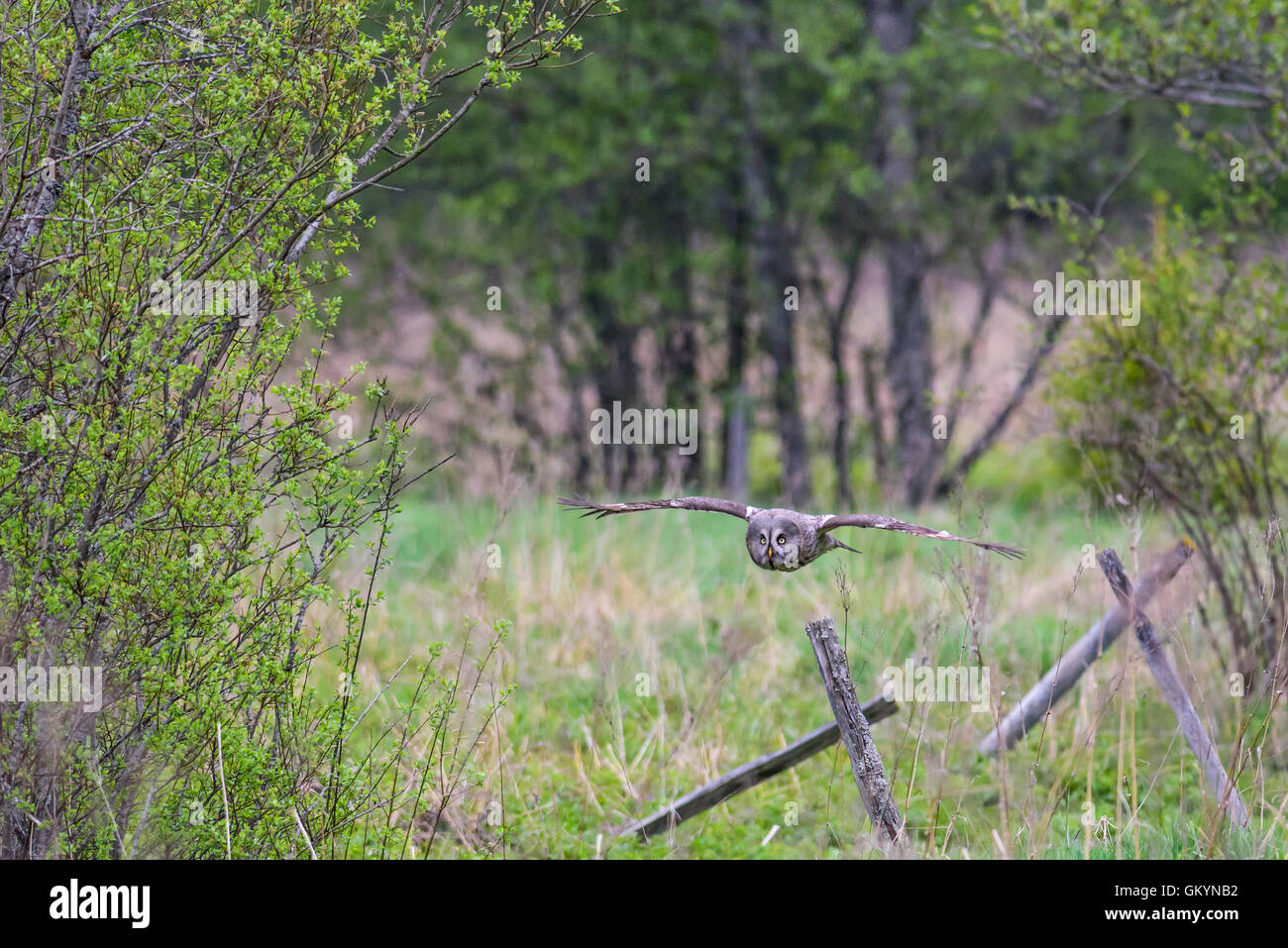 Great Grey owl hunting in the fields Stock Photo - Alamy