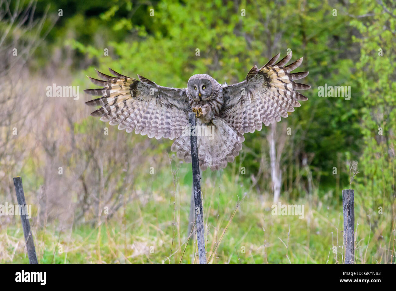 Great Grey owl hunting in the fields Stock Photo - Alamy