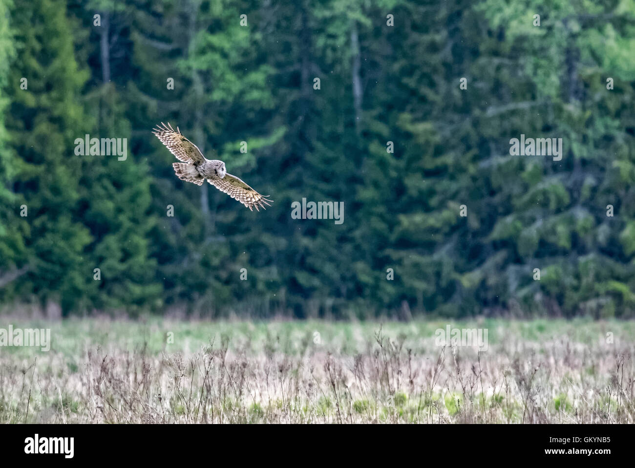 Great Grey owl hunting in the fields Stock Photo - Alamy