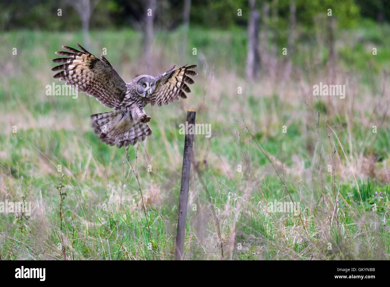 Great Grey owl hunting in the fields Stock Photo - Alamy