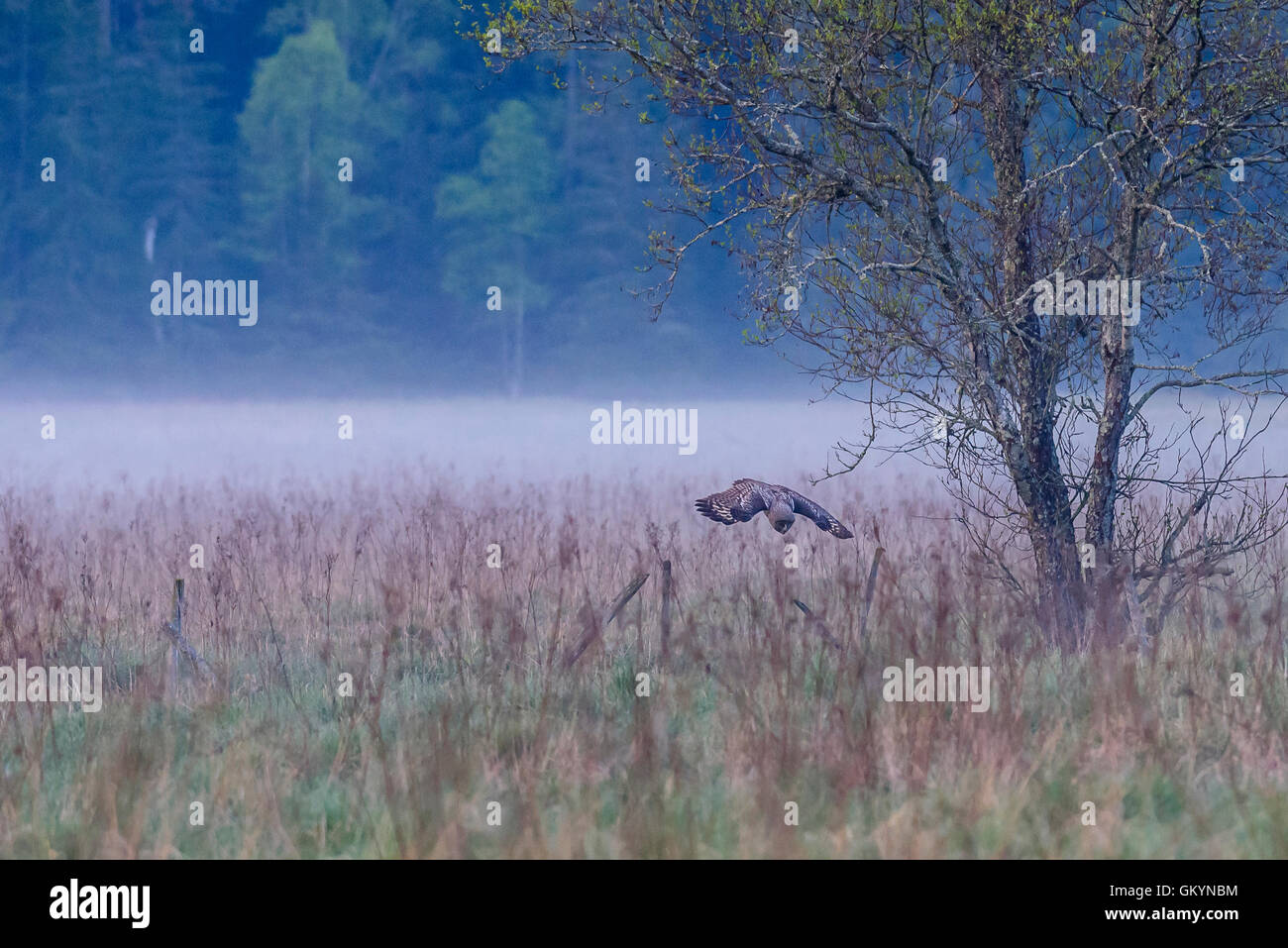 Great Grey owl hunting in the fields Stock Photo - Alamy