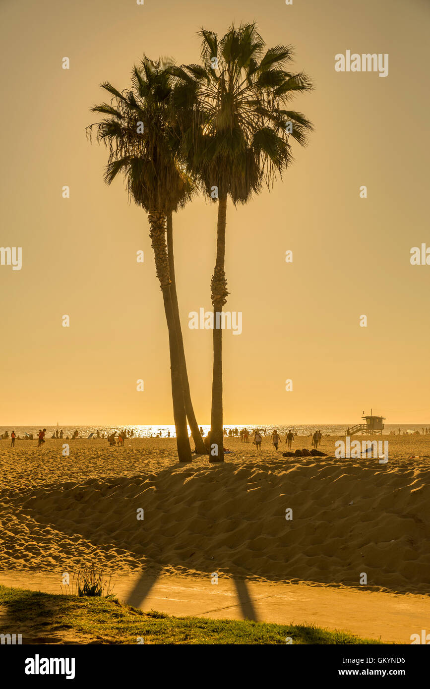 strand, sol, palmer, semester, badvakt, hav, varmt, beach, sun, palm ...