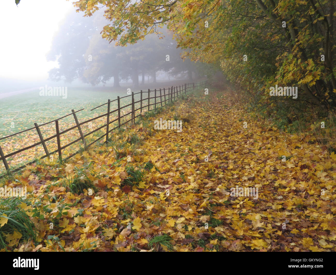 path covered in fallen leaves in autumn mist Stock Photo - Alamy