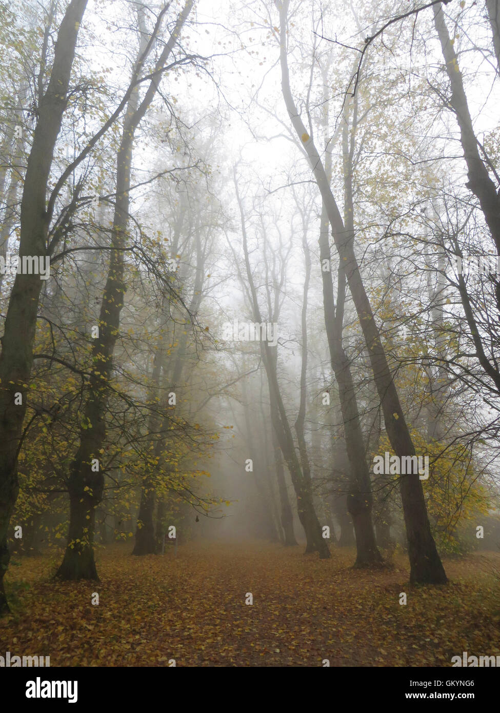 avenue of trees in autumn mist Stock Photo - Alamy