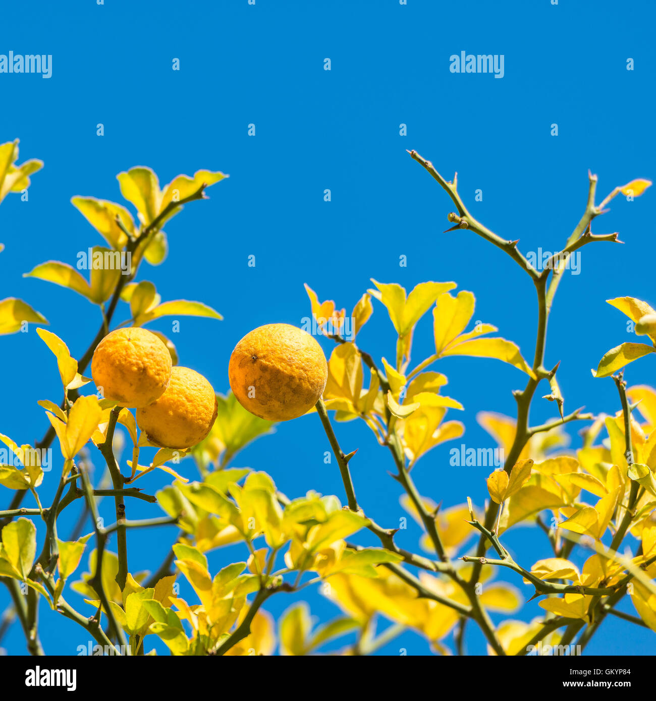 Lemon tree on the blue sky background Stock Photo - Alamy