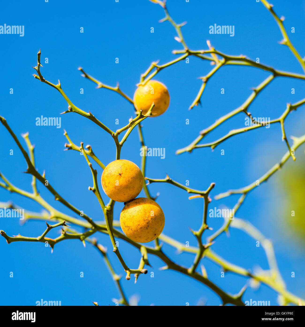 Lemon tree on the blue sky background Stock Photo - Alamy