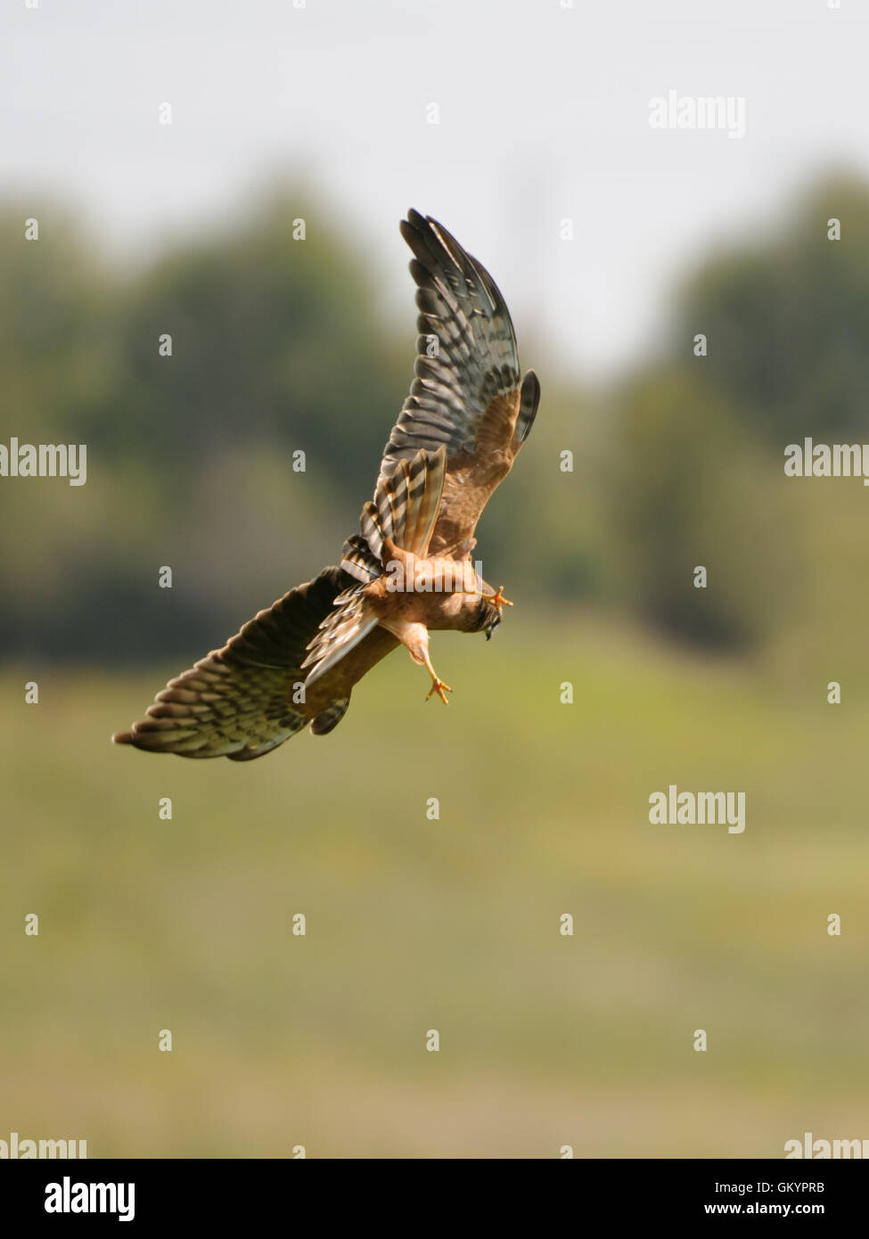 Juvenile Montagus harrier (Circus pygargus) hunting for a mouse at the ...