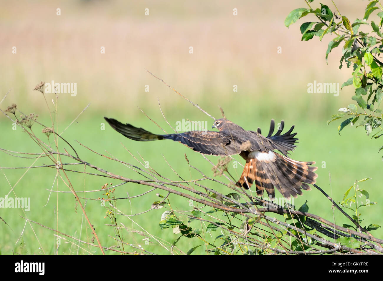 Juvenile Montagus harrier (Circus pygargus) take-off at the meadow ...