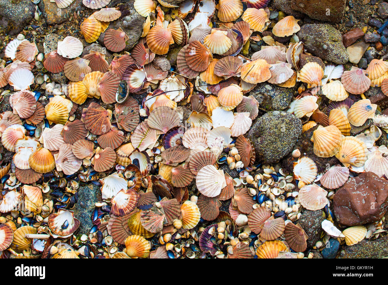 Lovely shells hi-res stock photography and images - Alamy