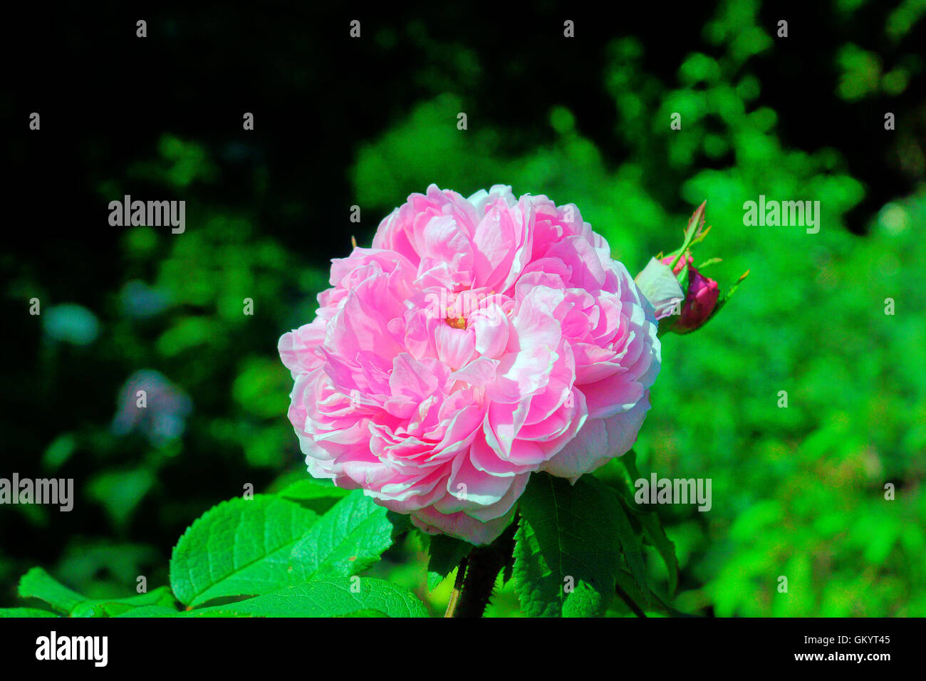 PINK ROSE BLOOMING IN THE SUN Stock Photo - Alamy