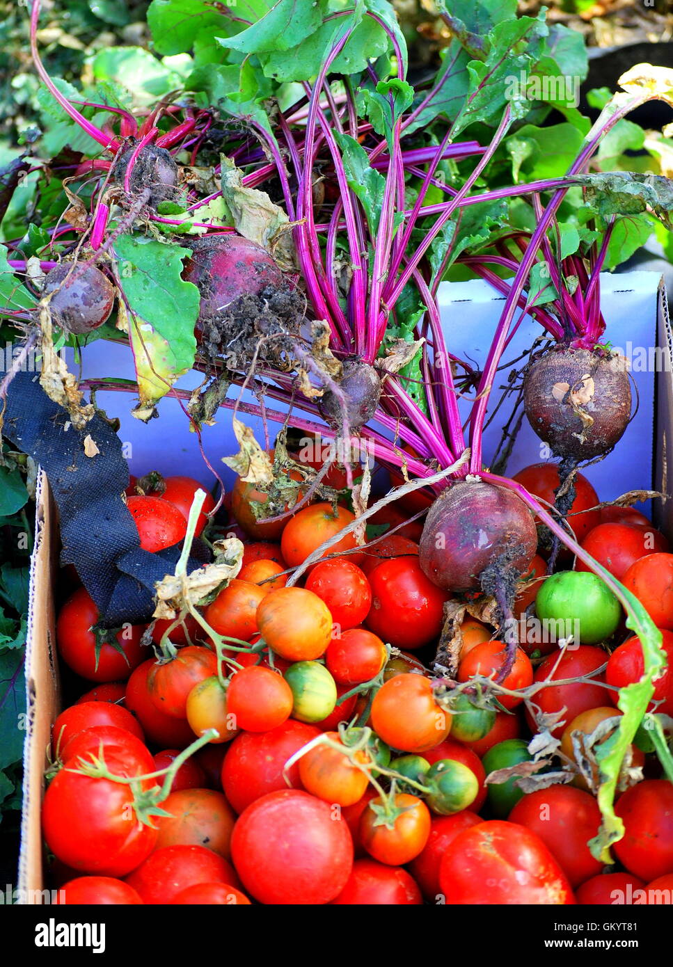 Fresh picked organic vegetables from the garden Stock Photo - Alamy