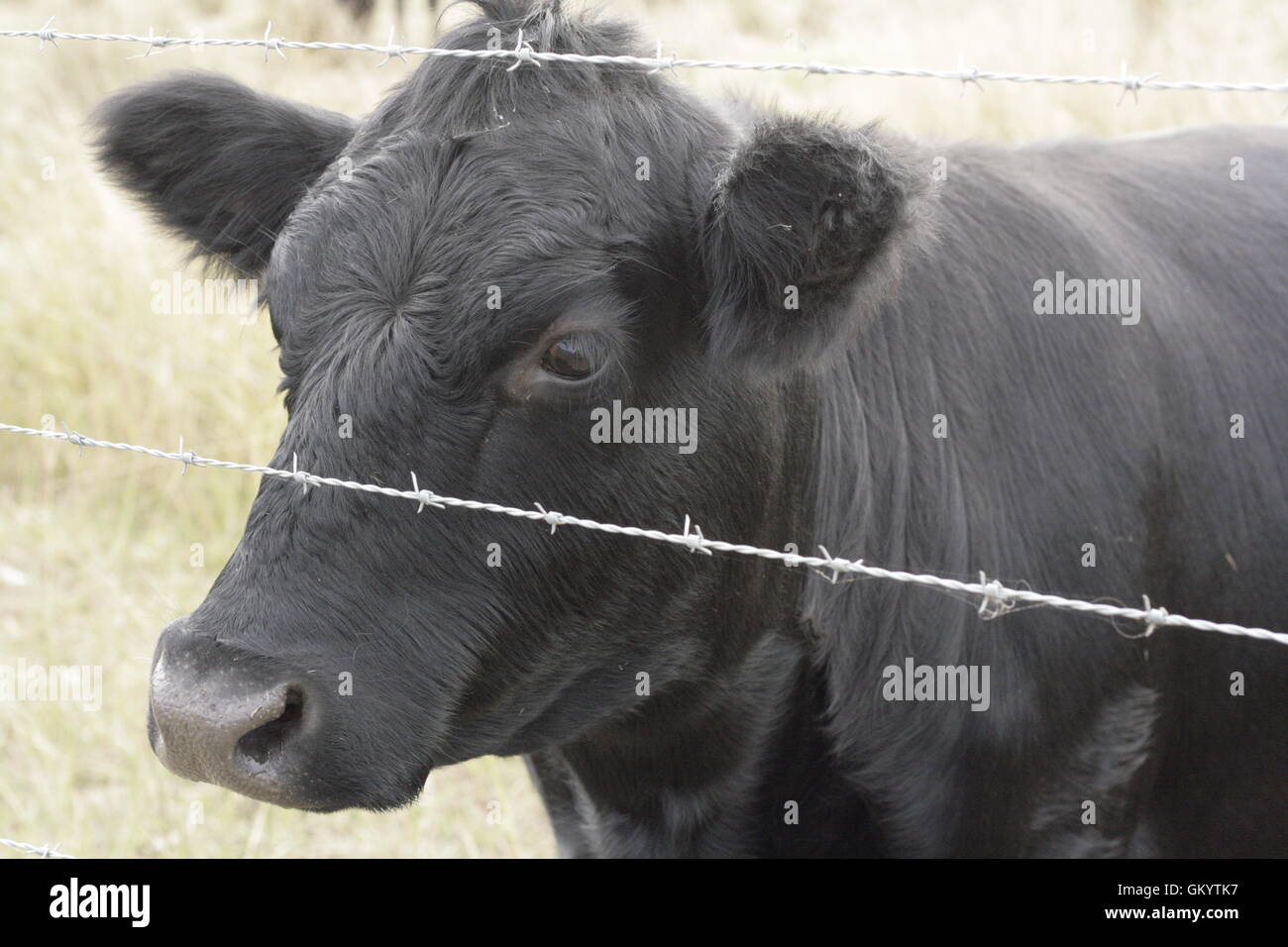 Cow behind fence Stock Photo - Alamy