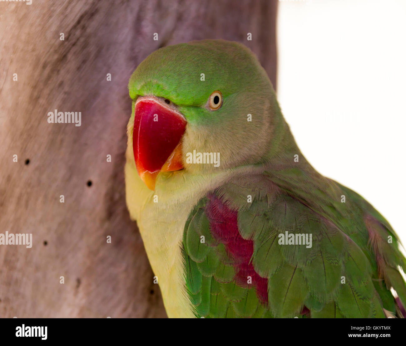 Australian Parrots delightful colours up close Stock Photo - Alamy