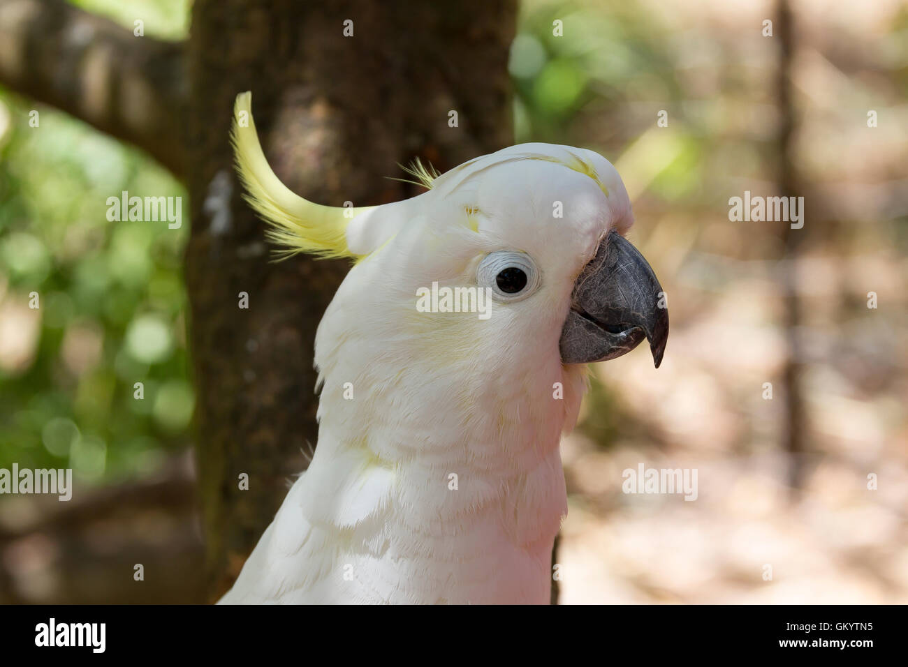 Australian parrots hi-res stock photography and images - Alamy