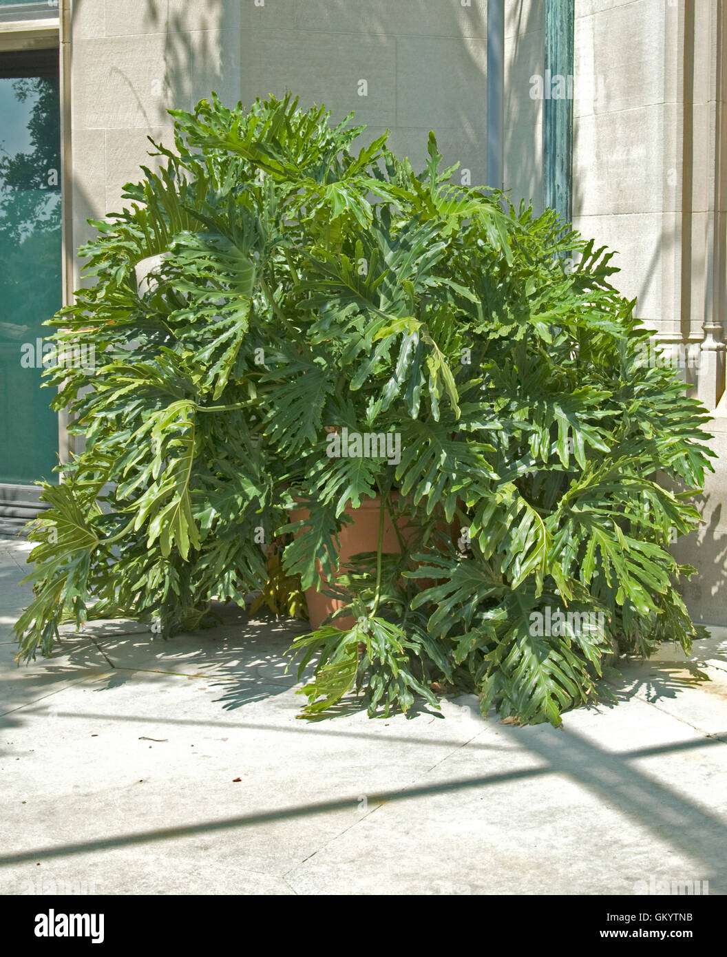 Selloum hi-res stock photography and images - Alamy