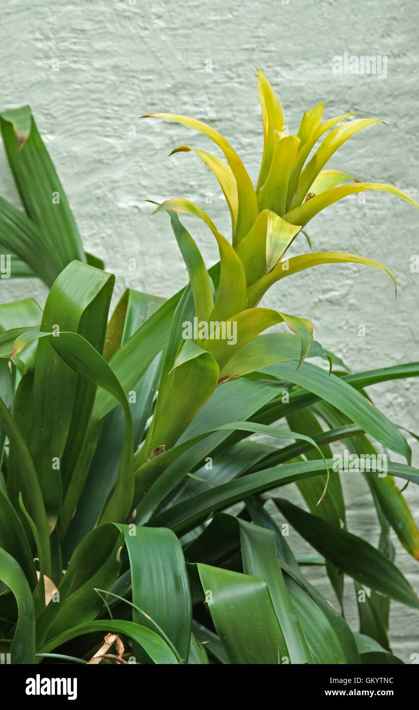 Guzmania hi-res stock photography and images - Alamy