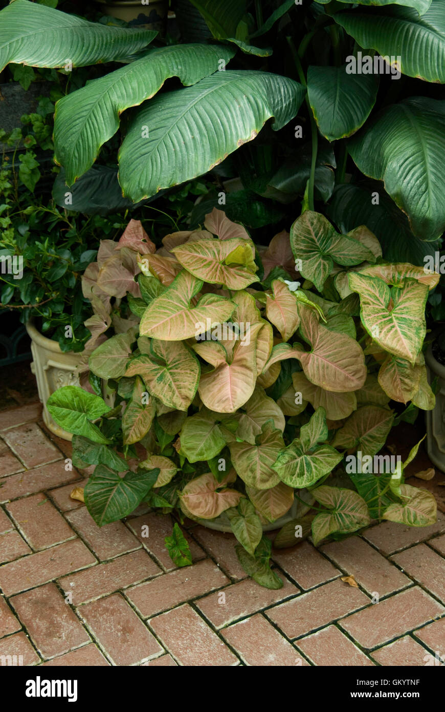 Syngonium Podophyllum Nephthytis