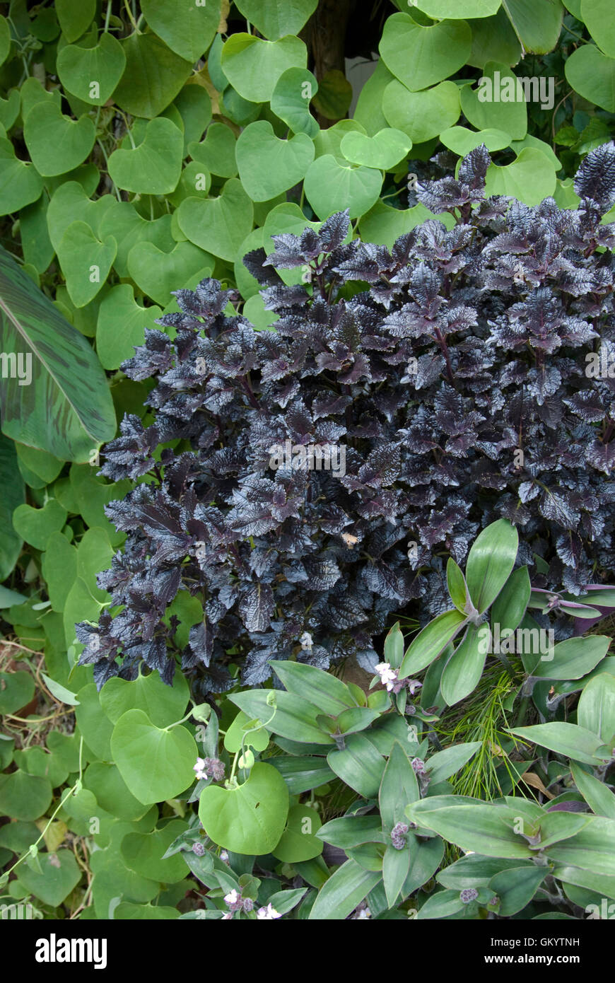 Solenostemon Coleus, black curly leaves Stock Photo - Alamy