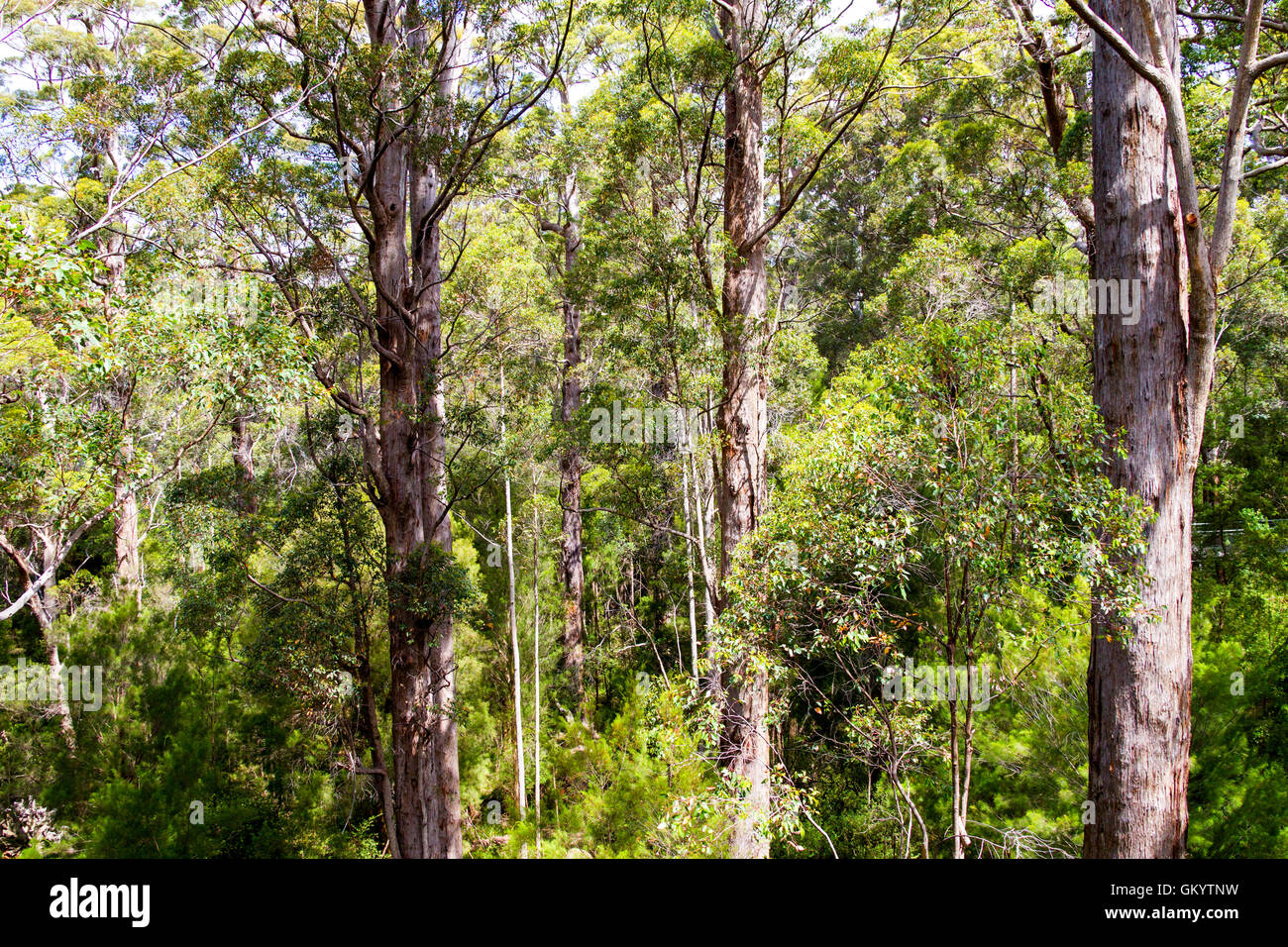 Australian trees hi-res stock photography and images - Alamy