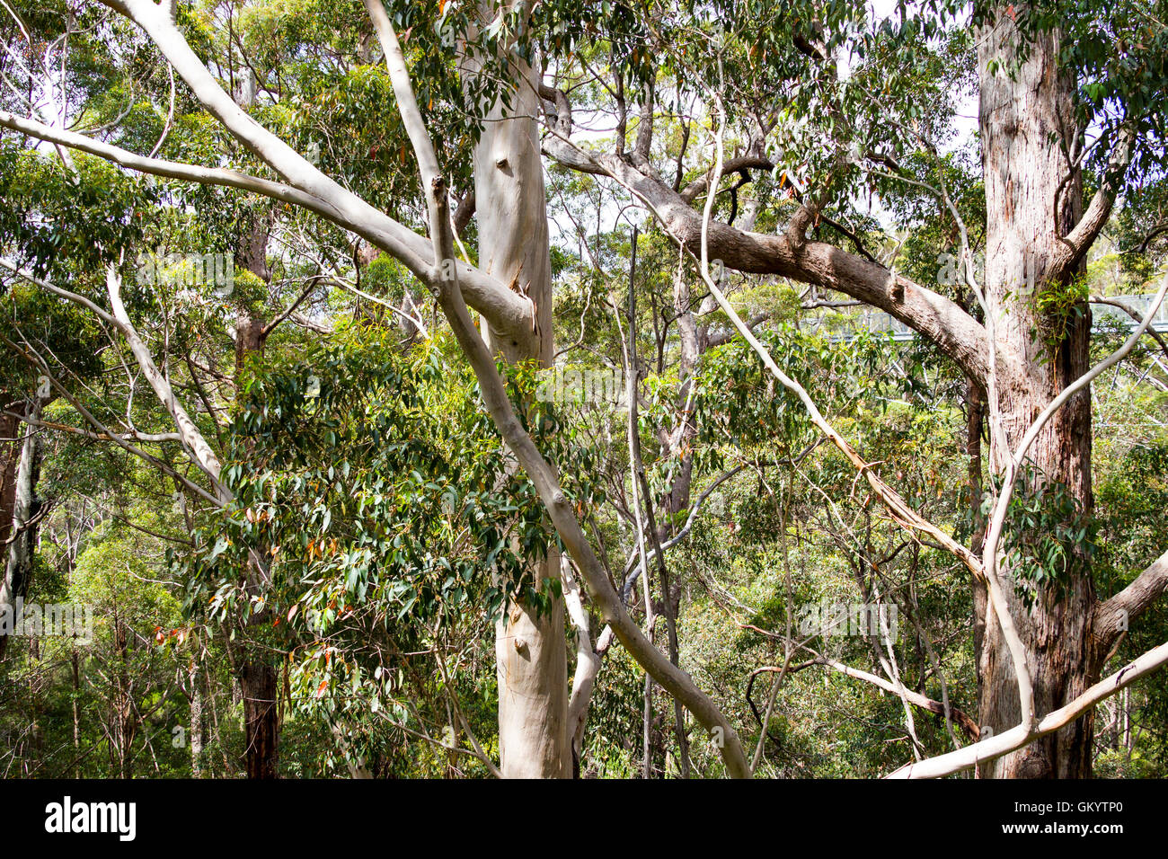 Australian trees hi-res stock photography and images - Alamy