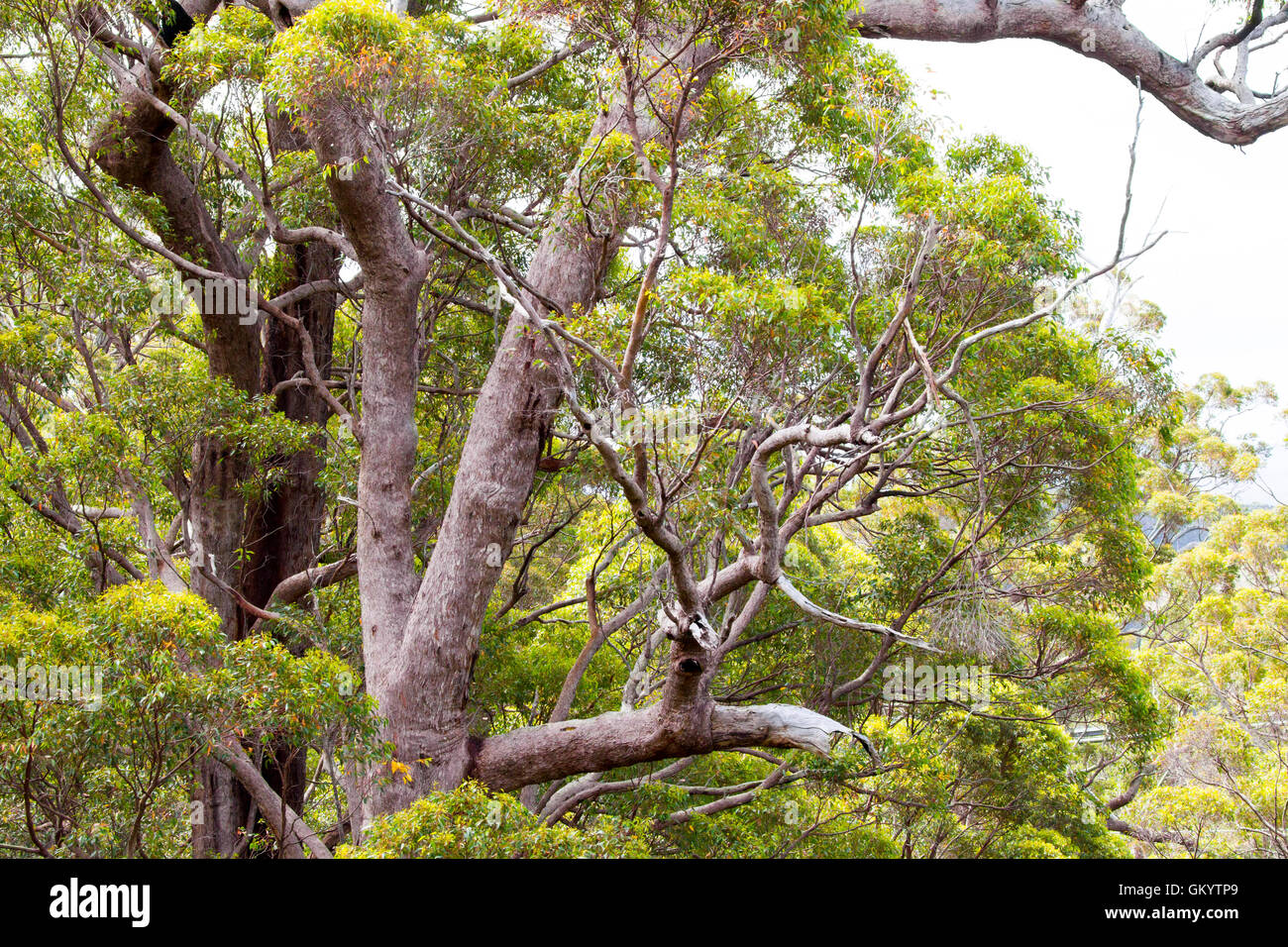 Karri Trees, Western Australia Stock Photos & Karri Trees, Western ...