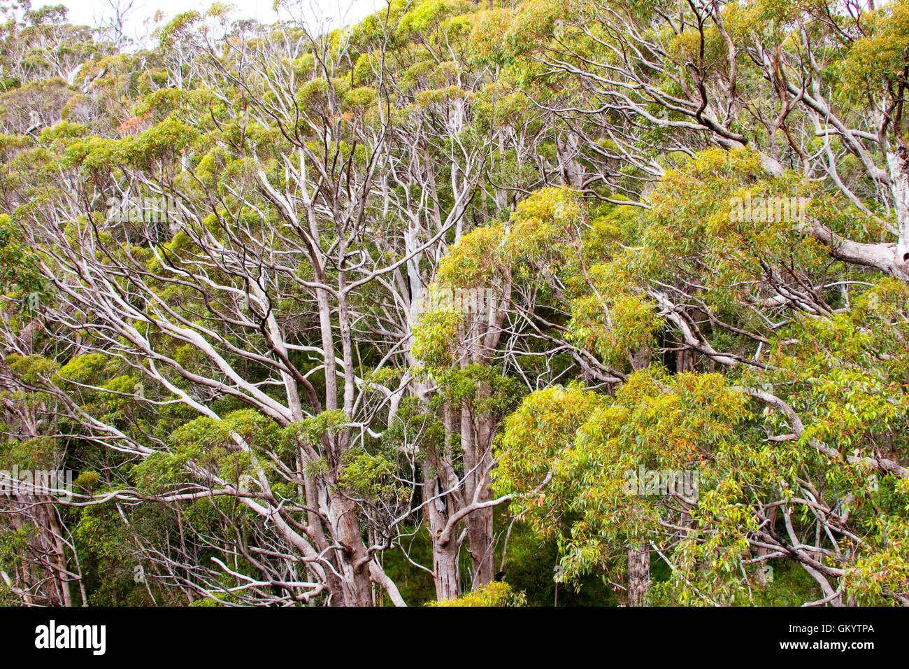 Australian trees hi-res stock photography and images - Alamy