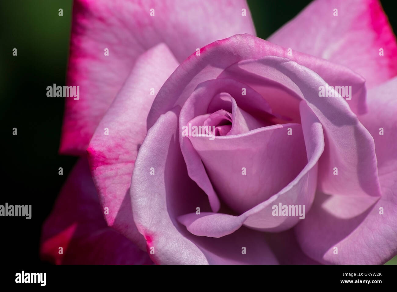 Pink rose close up Stock Photo - Alamy