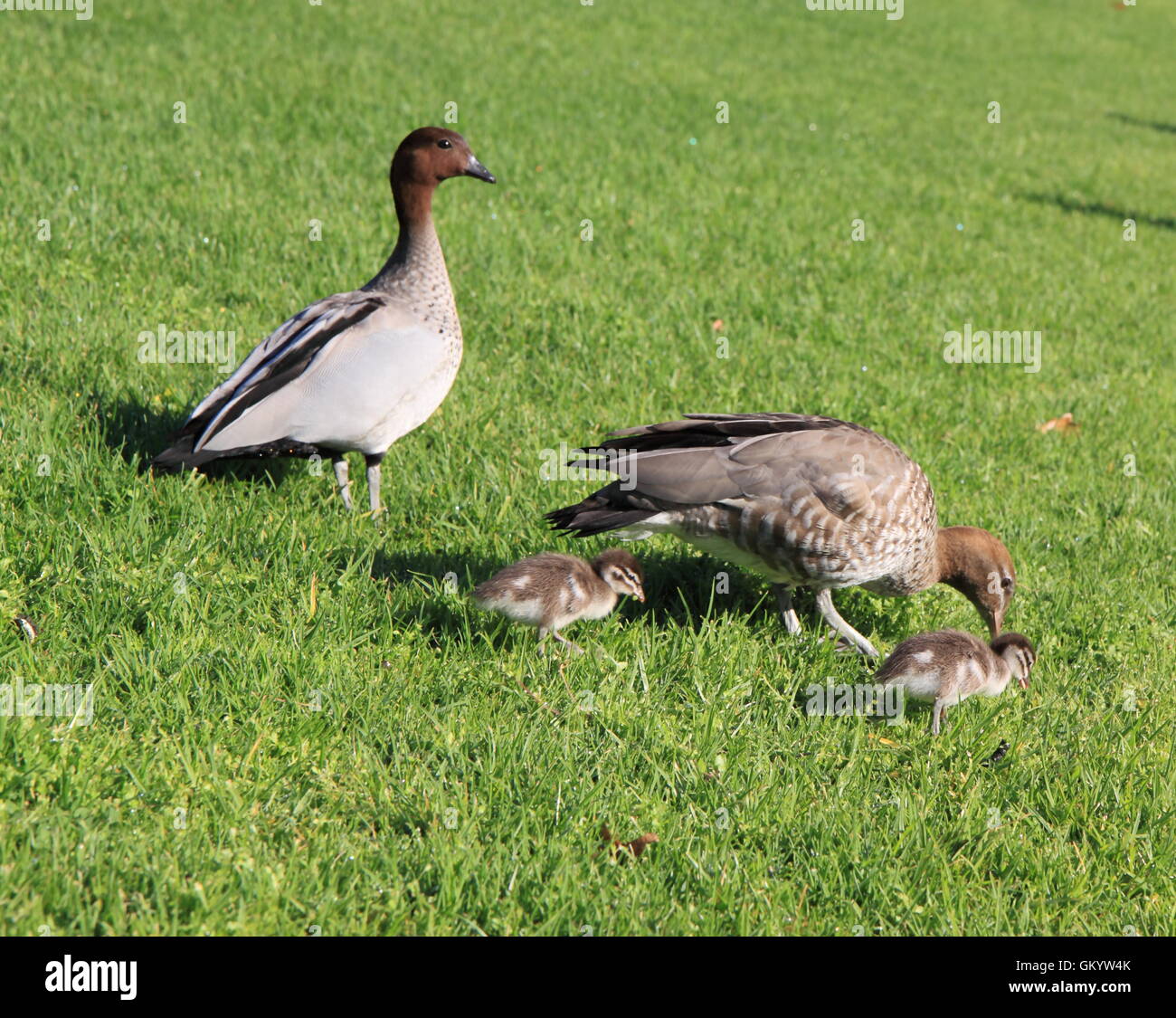 Father duck hi-res stock photography and images - Alamy