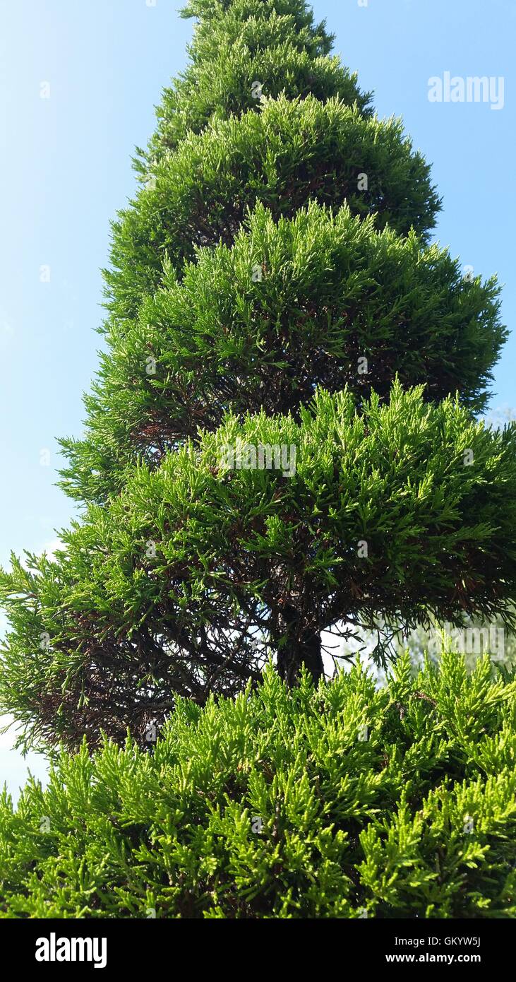 A spiral tree Stock Photo - Alamy