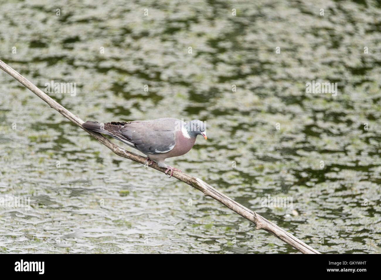 A perched Wood Pigeon Stock Photo - Alamy