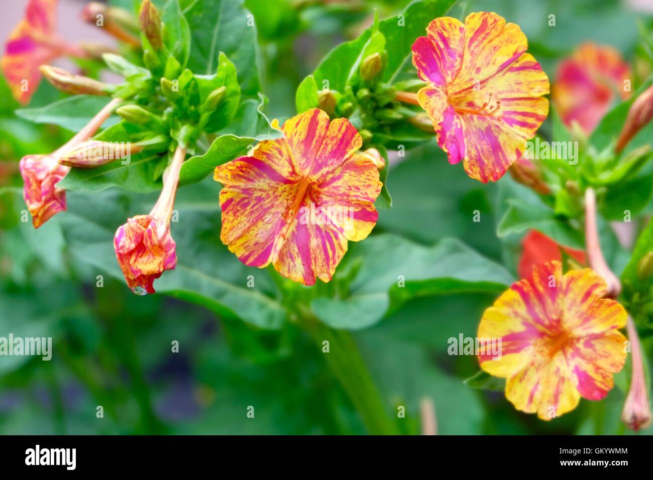 Marvel of peru hi-res stock photography and images - Alamy