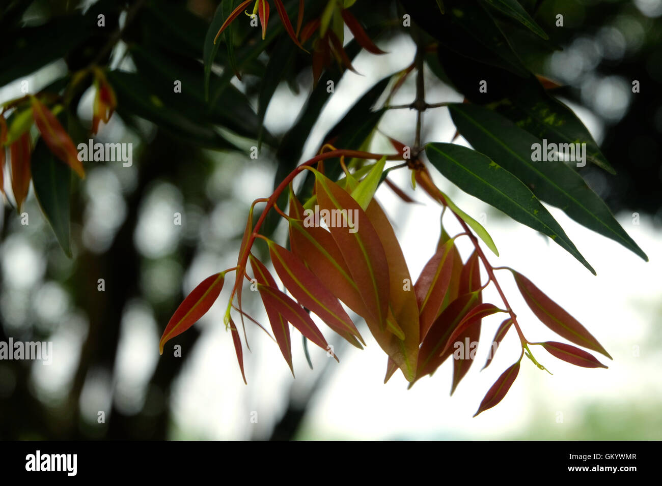 Ceylon ironwood tree hi-res stock photography and images - Alamy