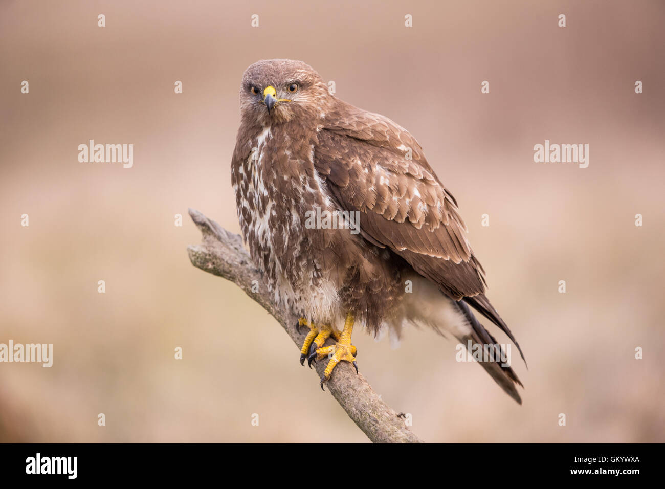 Buzzard feathers hi-res stock photography and images - Alamy
